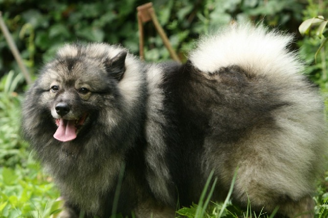 Accueil - Elevage Paradise Of The Gray Wolves - eleveur de chiens Spitz ...